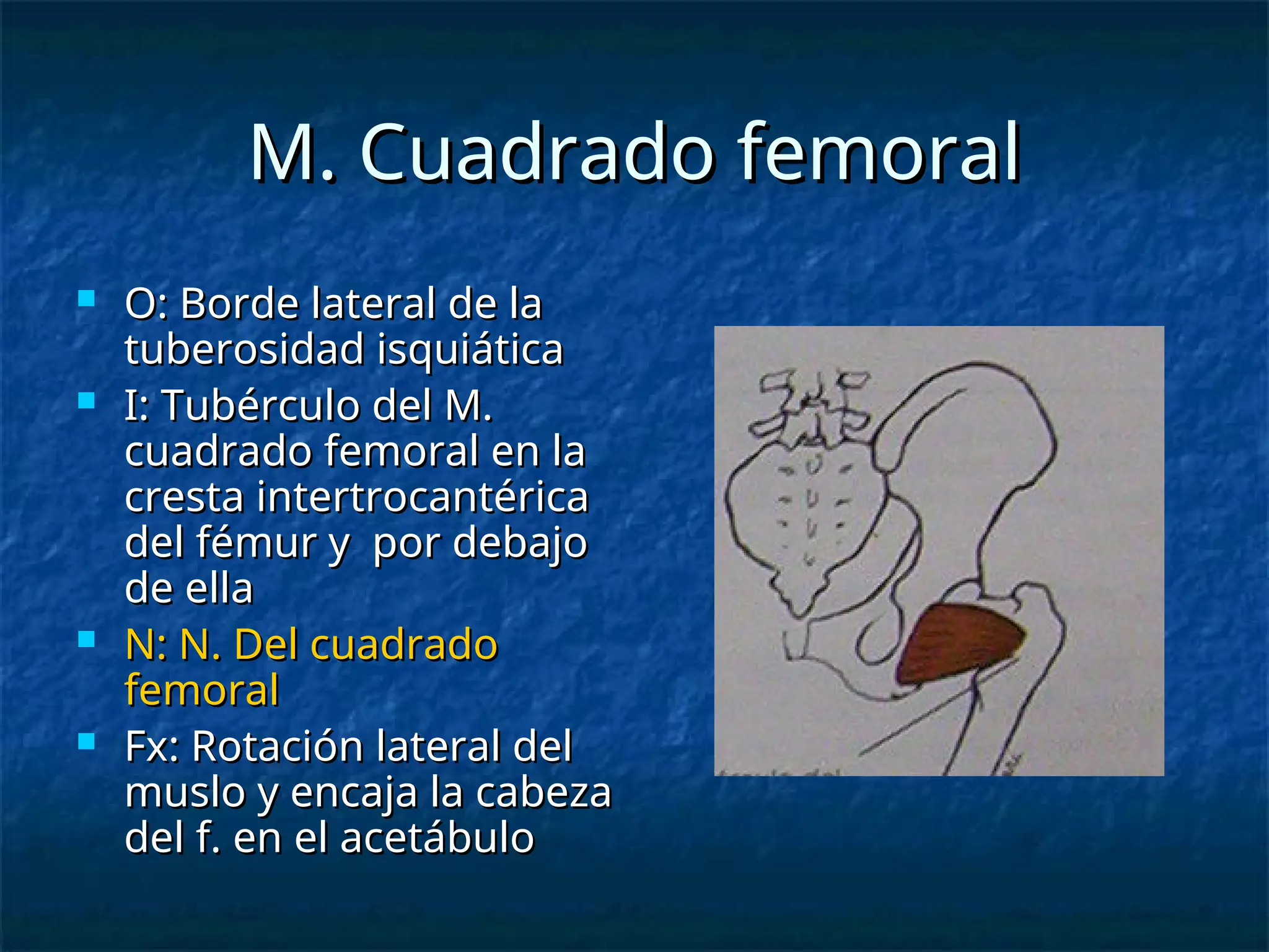 Región-Glútea-nalgas, presentación para su conocimiento | PPT