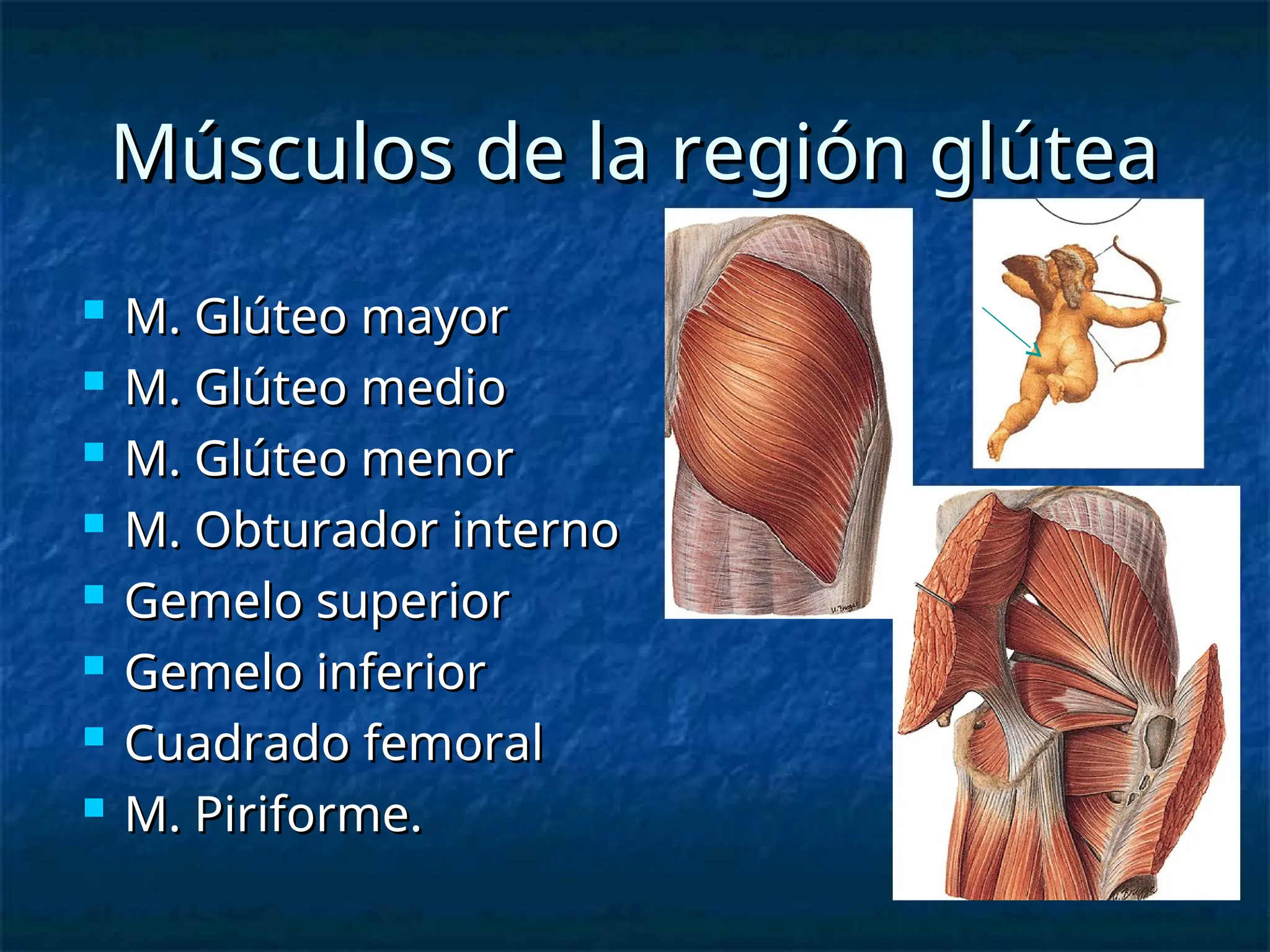 Región-Glútea-nalgas, presentación para su conocimiento | PPT