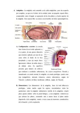 Región tonsilar | DOCX