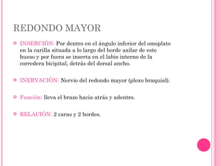 musculos del miembro superior | PPT