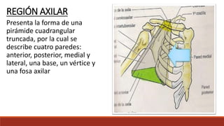 Región axilar | PPTX