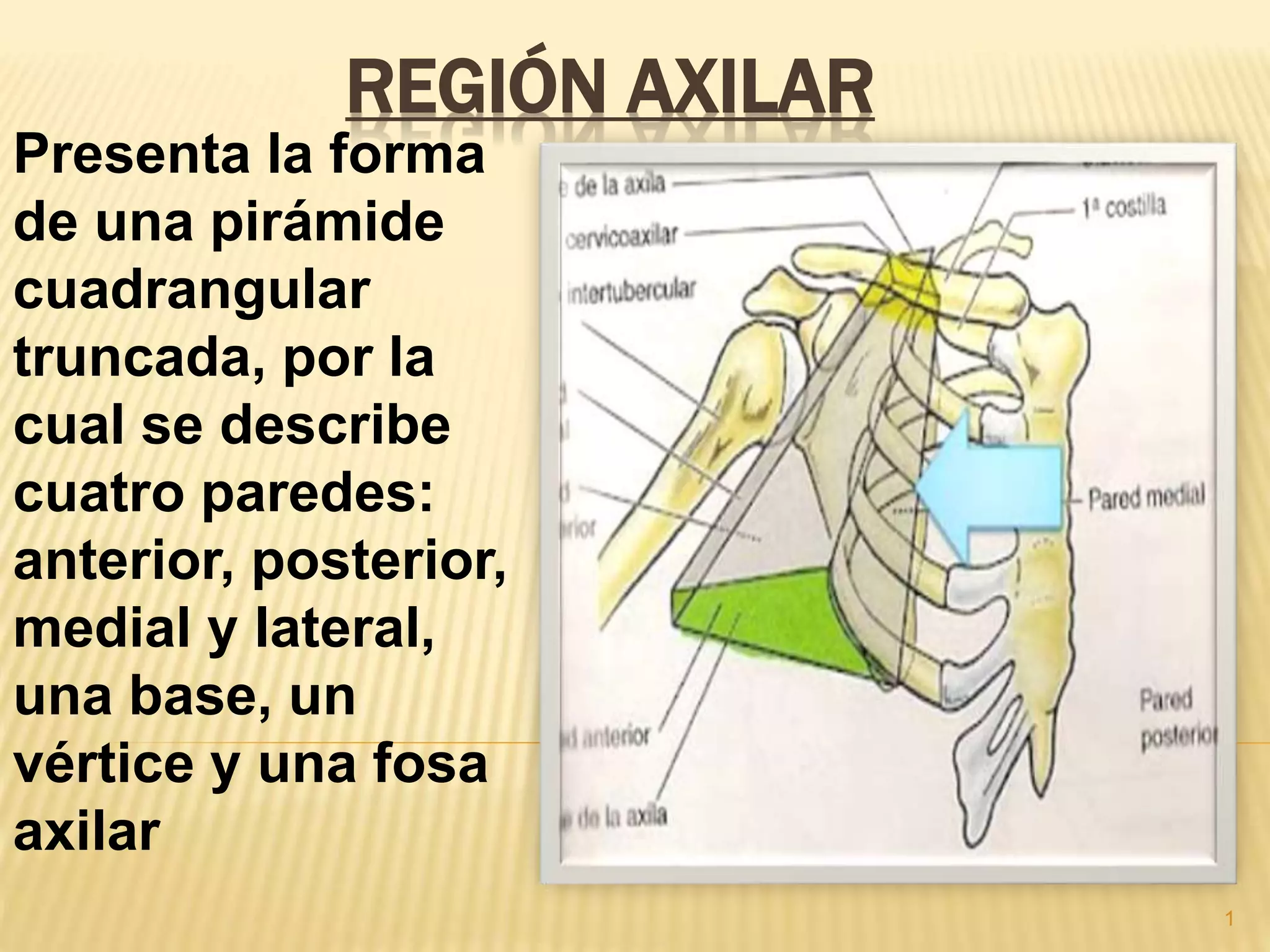 Región axilar anatomia | PPTX
