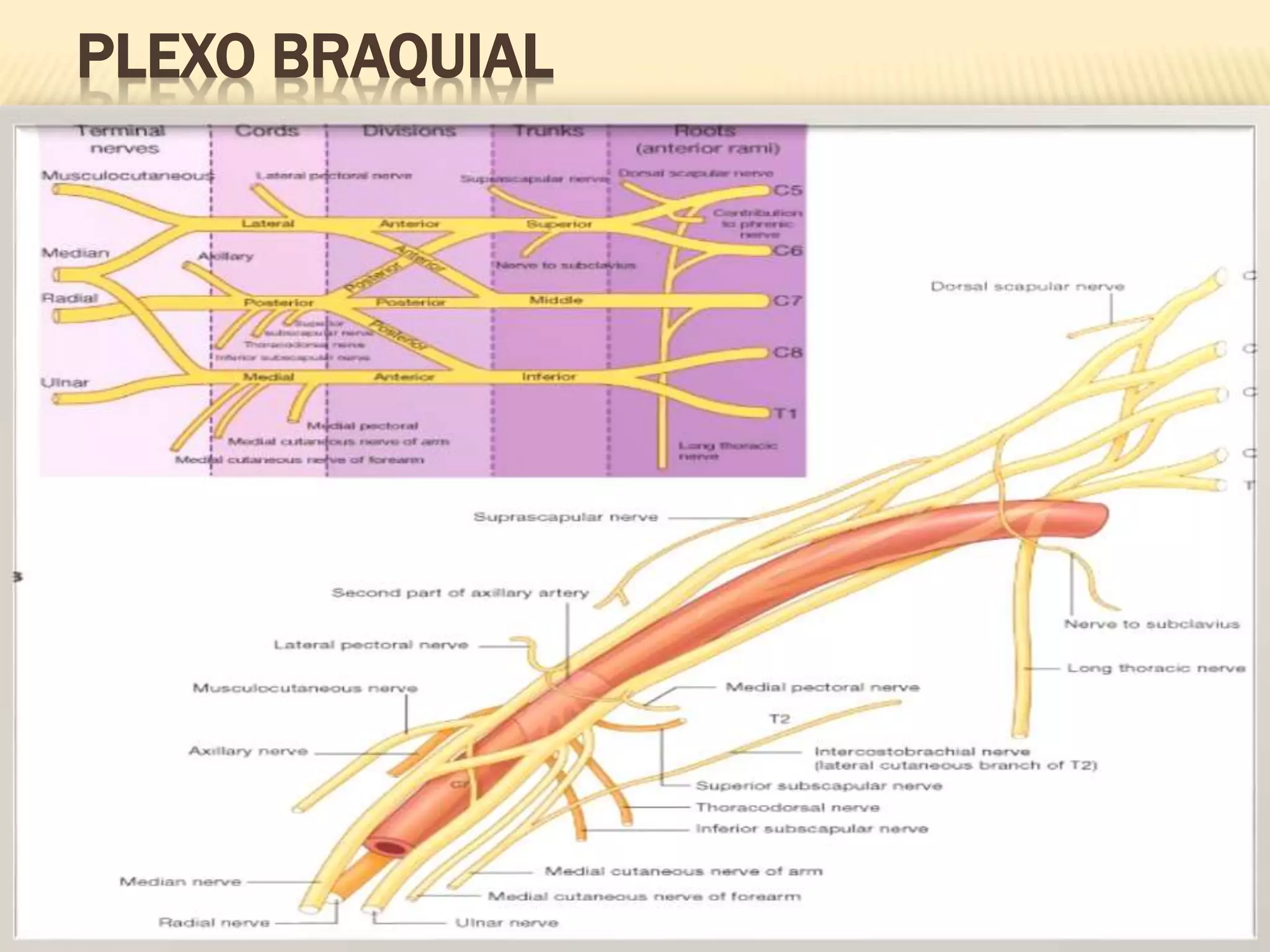Región axilar anatomia | PPTX