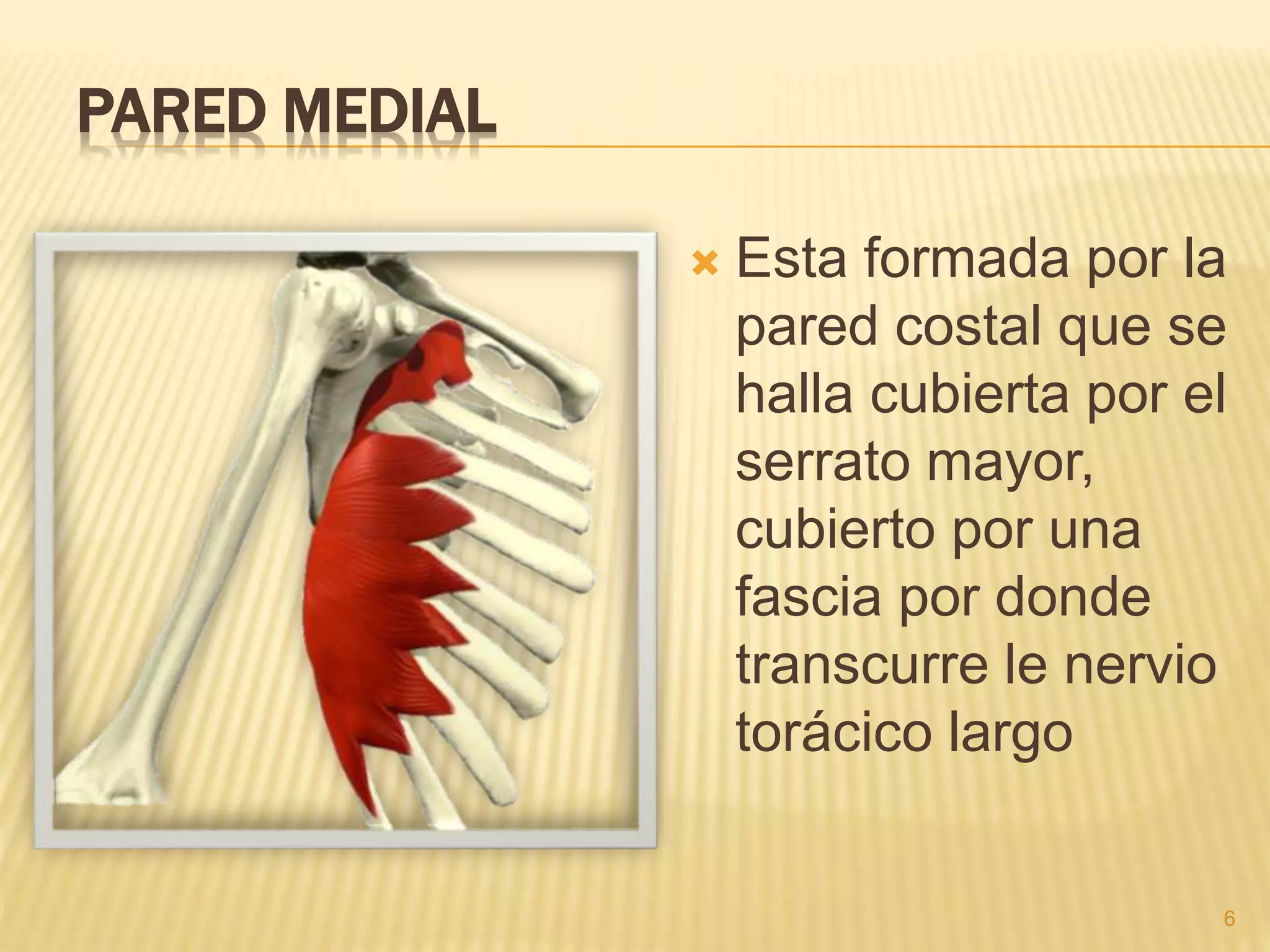 Región axilar anatomia | PPTX