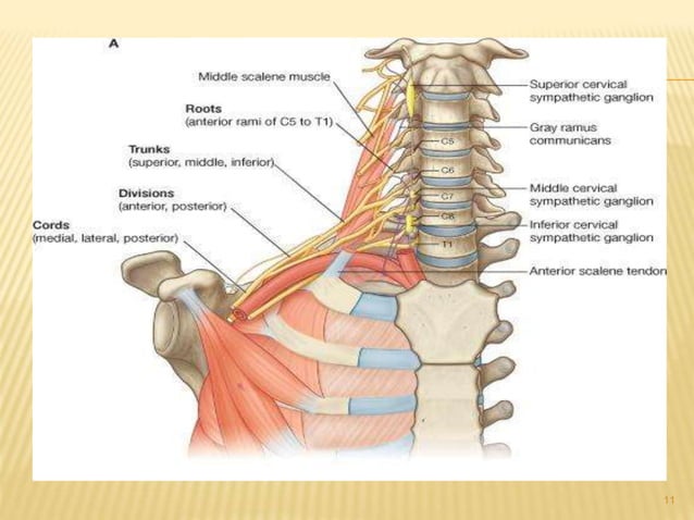 Región axilar anatomia | PPTX
