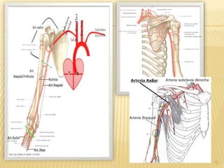 Región axilar anatomia | PPTX