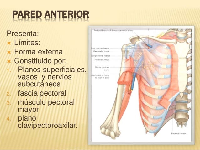 anatomia