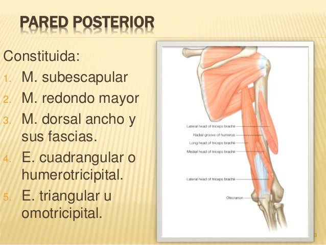 región axilar ~ anatomia