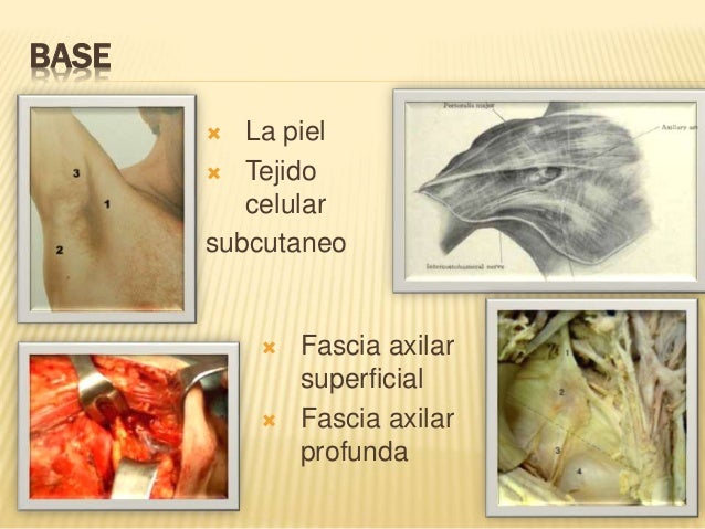Región axilar anatomia