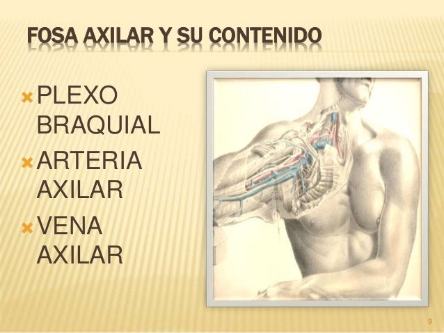Región axilar anatomia