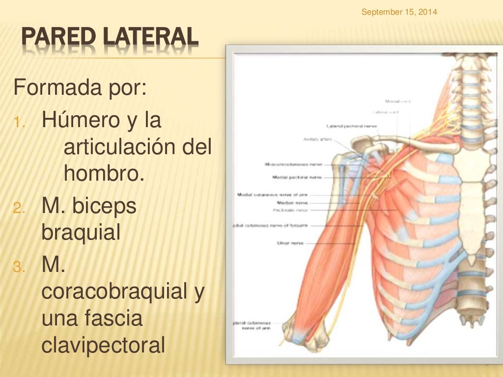 Región axilar anatomia