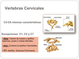 Región Cervical | PPTX