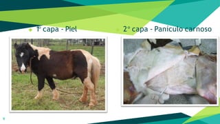 ANATOMIA DE LA REGION COSTAL EN GRANDE ANIMALES | PPTX