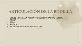 Región de la Rodilla.pptx power division topografica | PPTX