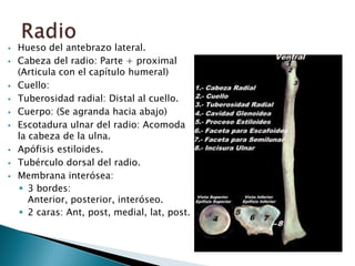 Región del codo | PPTX