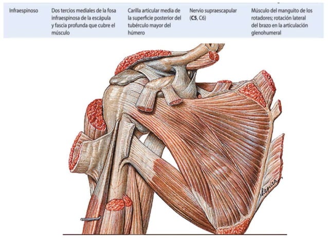 REGIÓN DEL DORSO, ANATOMIA MACROSCOPICA.pptx
