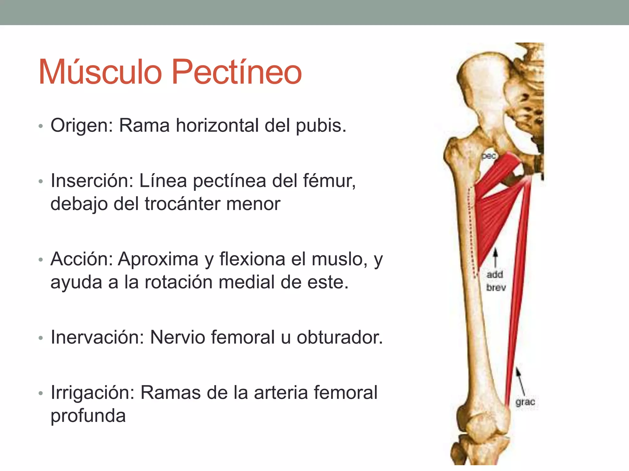 Región del muslo | PPTX