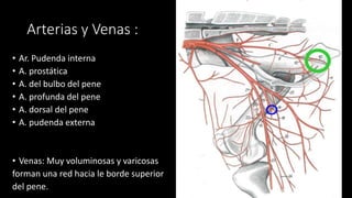 Región del pene | PPTX