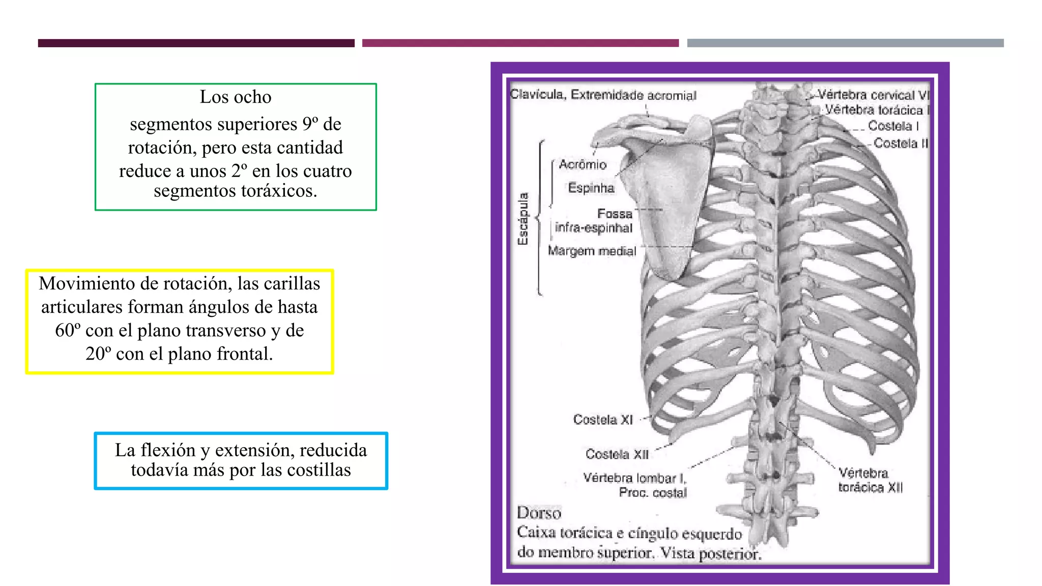 Definición De Dorsal En Anatomía