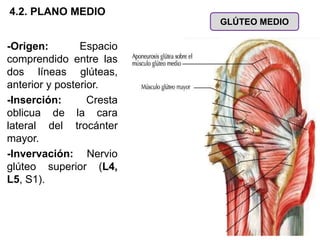 Región Glútea | PPTX