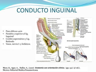 Región Inguinal | PPTX
