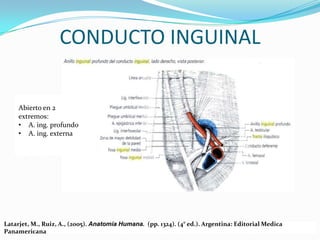 Región Inguinal | PPTX