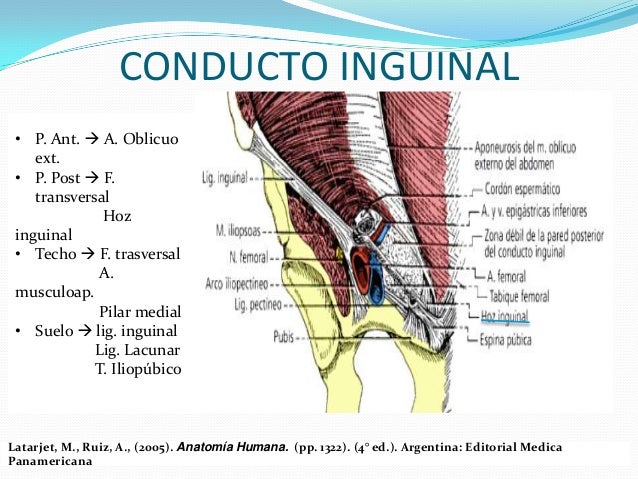Región Inguinal