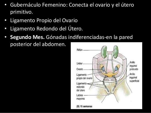Superficie interna de la pared abdominal y Región Inguinal