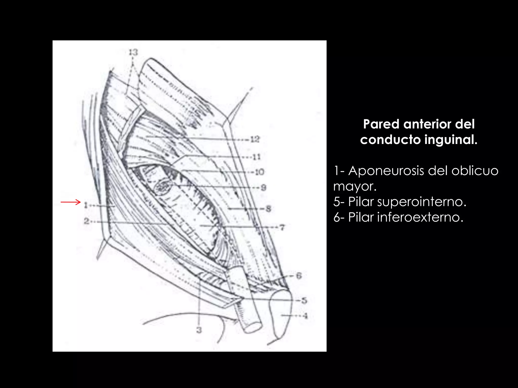 Región inguinal (conducto inguinal) | PPTX