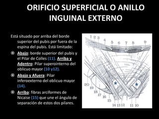 Región inguinal (conducto inguinal) | PPTX