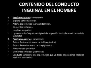 Región inguinal (conducto inguinal) | PPTX