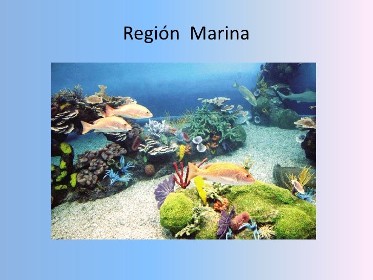Región marina