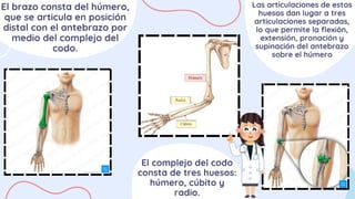 Región músculo aponeurotica del brazo y características morfológicas ...