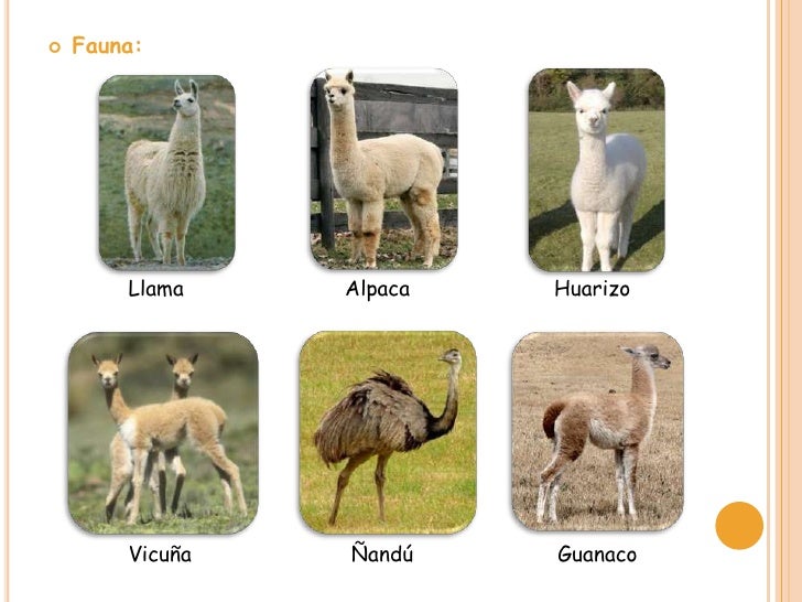 Fauna De La Puna | Que Es La Puna – RMGD