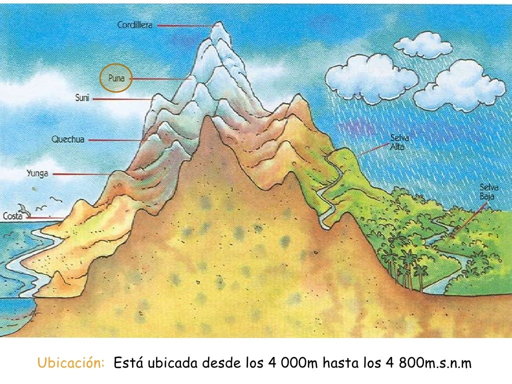 Región puna o jalca