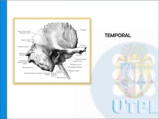 Región temporal fosa infratemporal | PPT