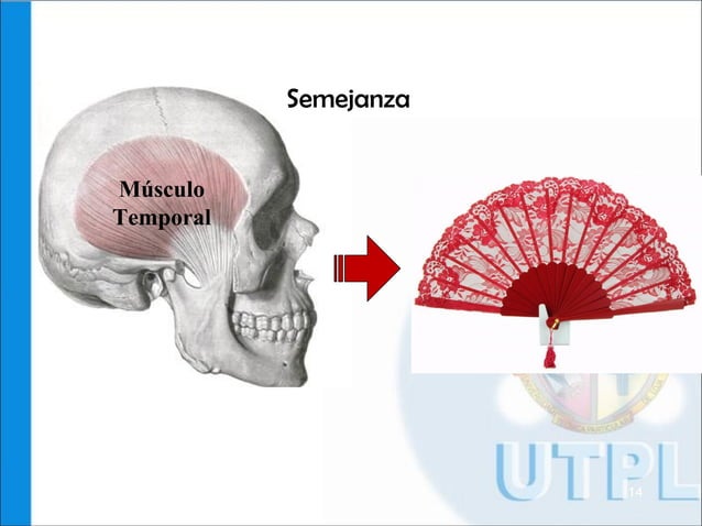Región temporal fosa infratemporal | PPT