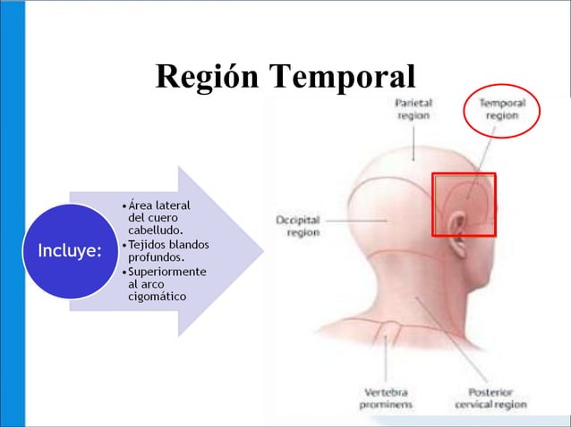 Región temporal fosa infratemporal | PPT