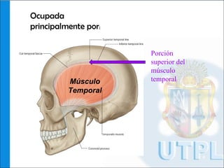 Región temporal fosa infratemporal | PPT
