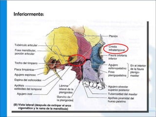 Región temporal fosa infratemporal | PPT
