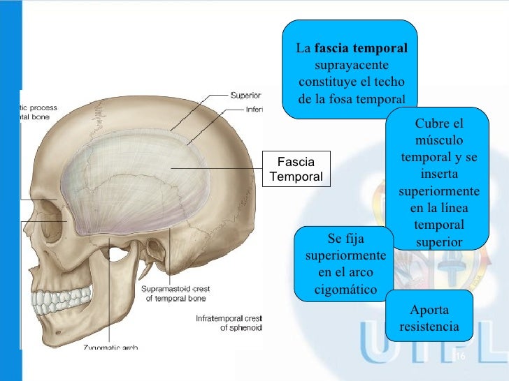 Región temporal fosa infratemporal