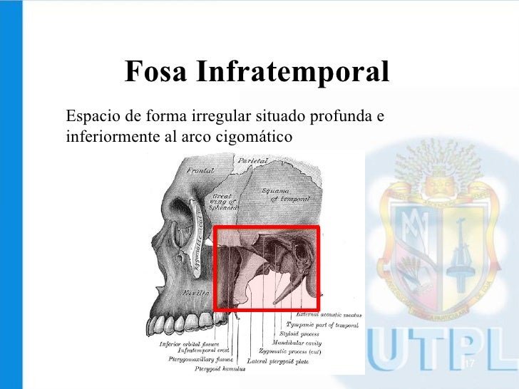 Región temporal fosa infratemporal