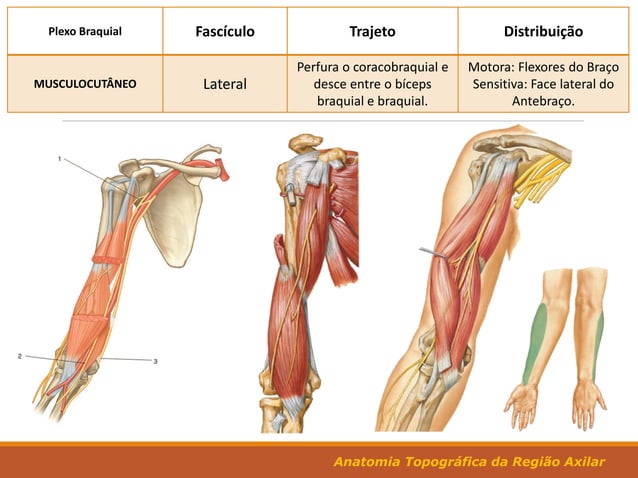 Anatomia Topográfica da Região Axilar | PPT
