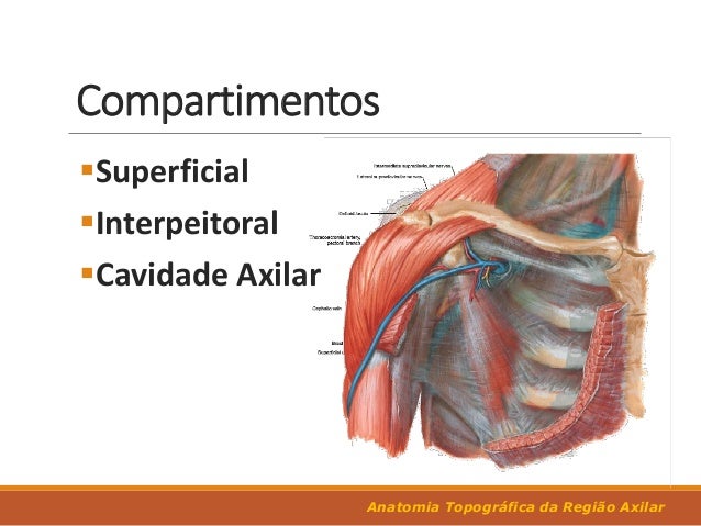 Anatomia Topográfica da Região Axilar