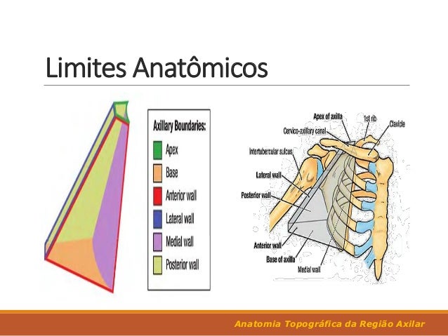 Anatomia Topográfica da Região Axilar