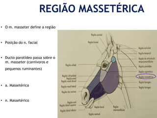 Regiões de interesse cirurgico em animais.pdf