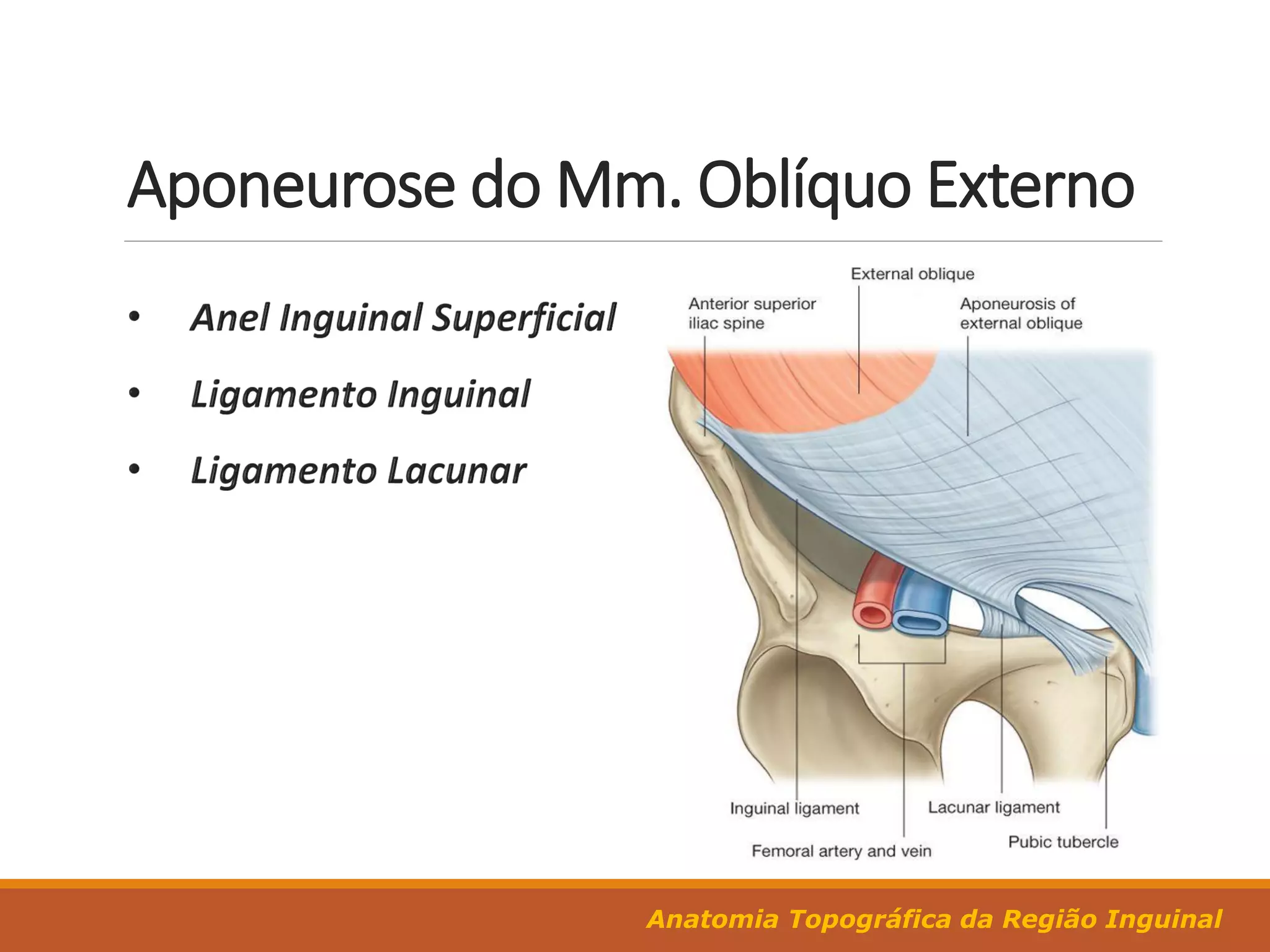 Anatomia Topográfica da Região Inguinal | PDF