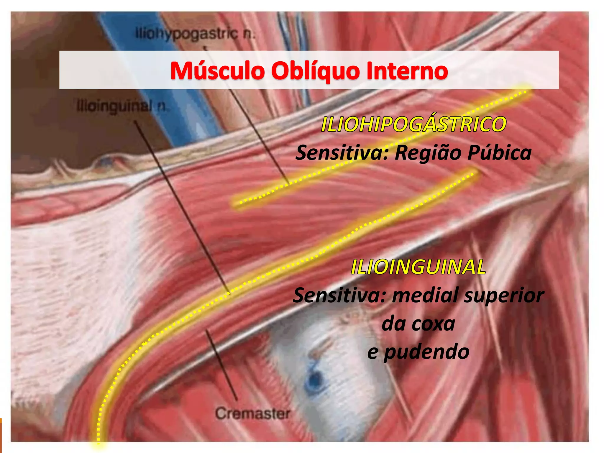 Anatomia Topográfica da Região Inguinal | PDF