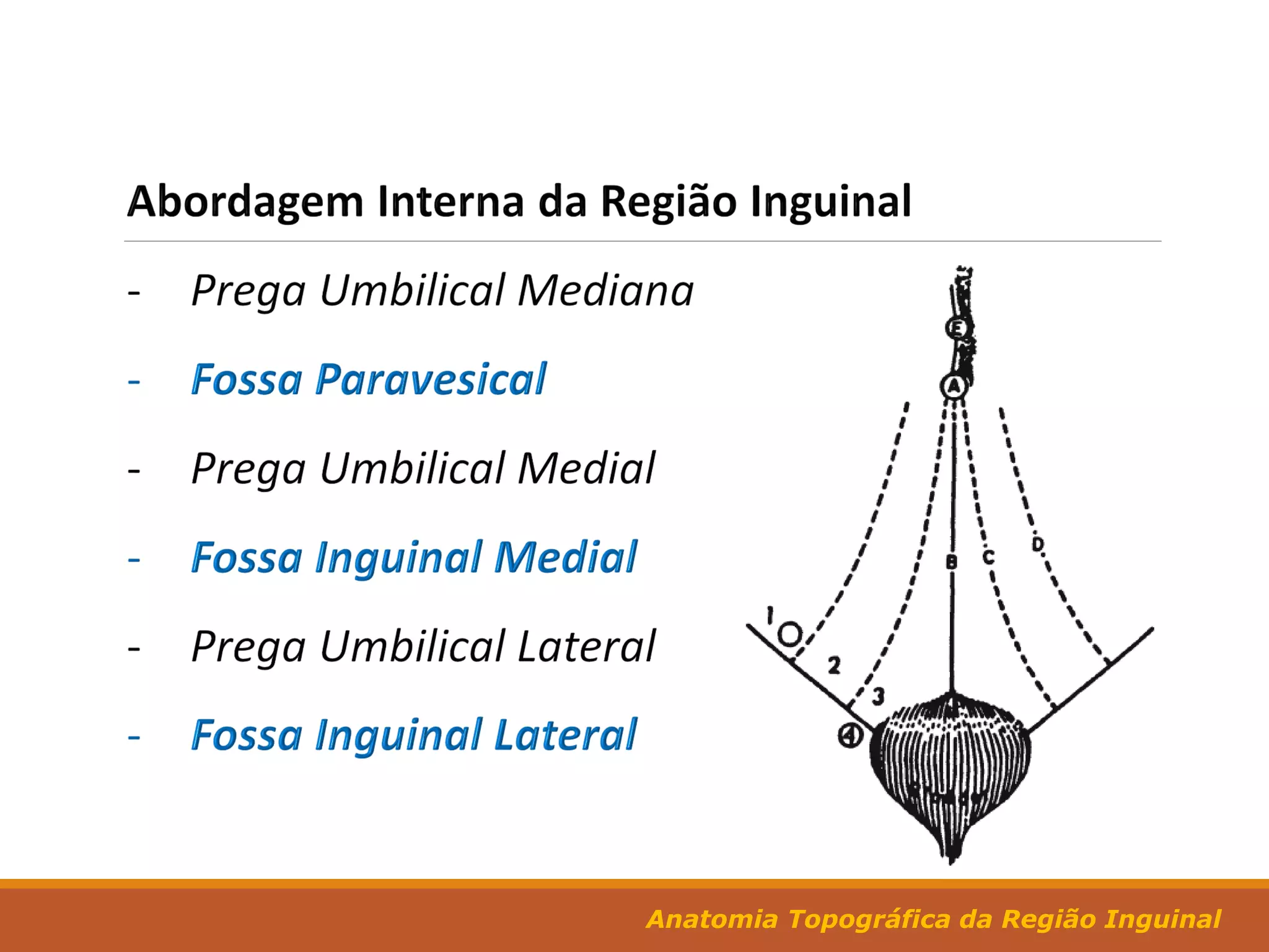Anatomia Topográfica da Região Inguinal | PDF