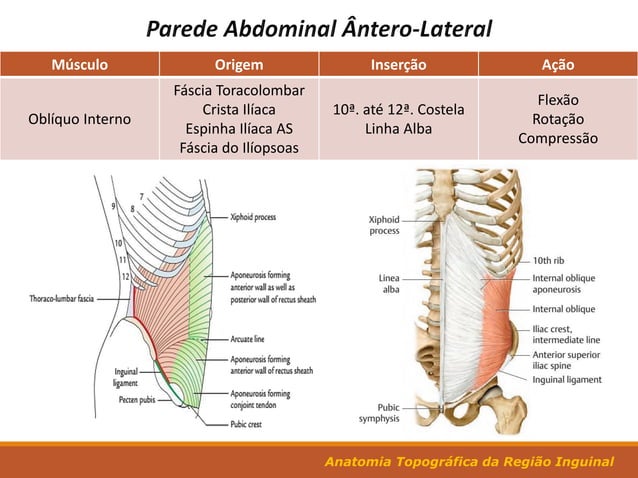 Anatomia Topográfica da Região Inguinal
